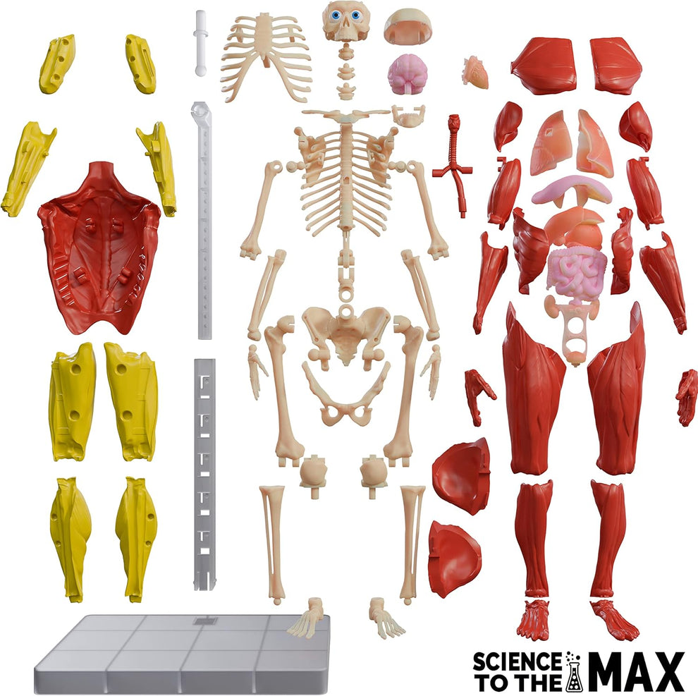 Science to The Max Interactive Human Body Fully Poseable Anatomy Figur ...