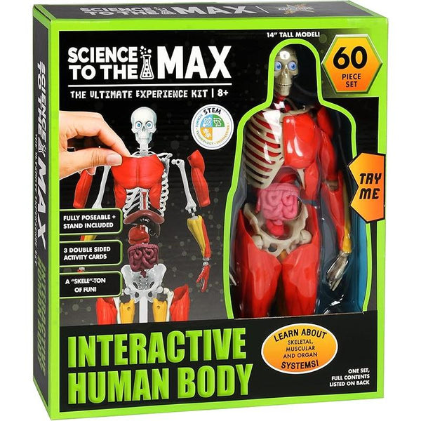 Science to The Max Interactive Human Body Fully Poseable Anatomy Figur ...